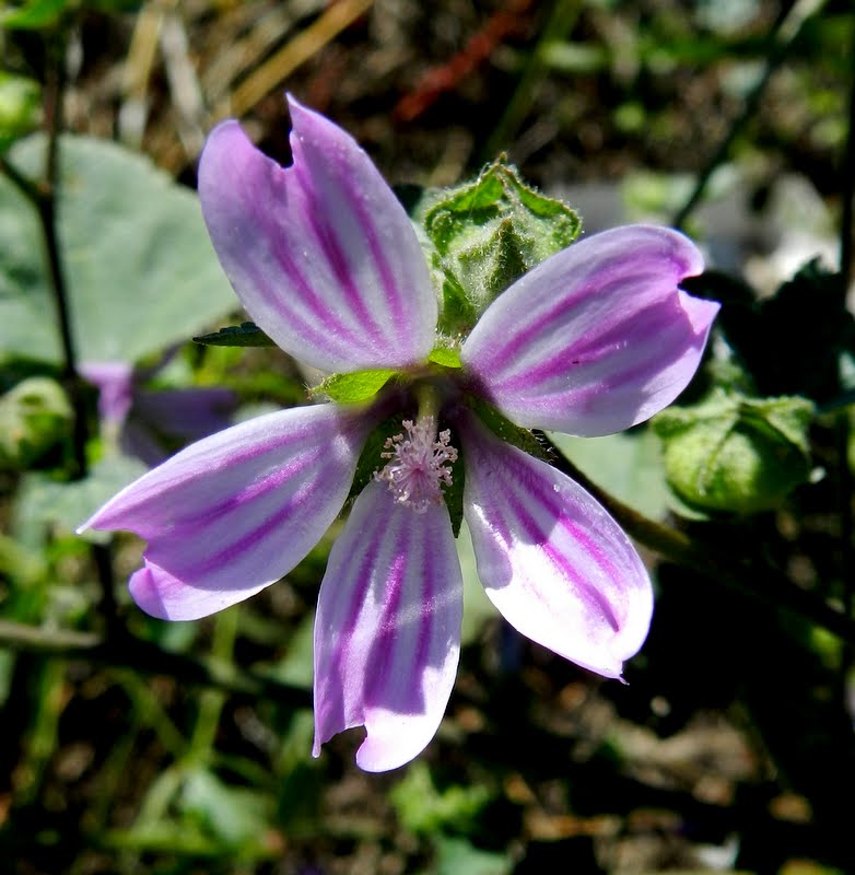 naturconsejos: MALVA (Malva silvestris)