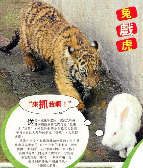 八卦新聞, 奇聞怪事: Rabbit vs Tiger