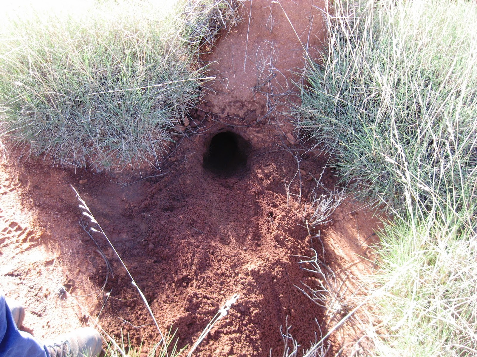 The Twitching Diaries: Bilby Blog