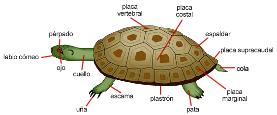 Biología y Geología en el IES Valle de Leiva: LA EVOLUCIÓN DE LAS ...