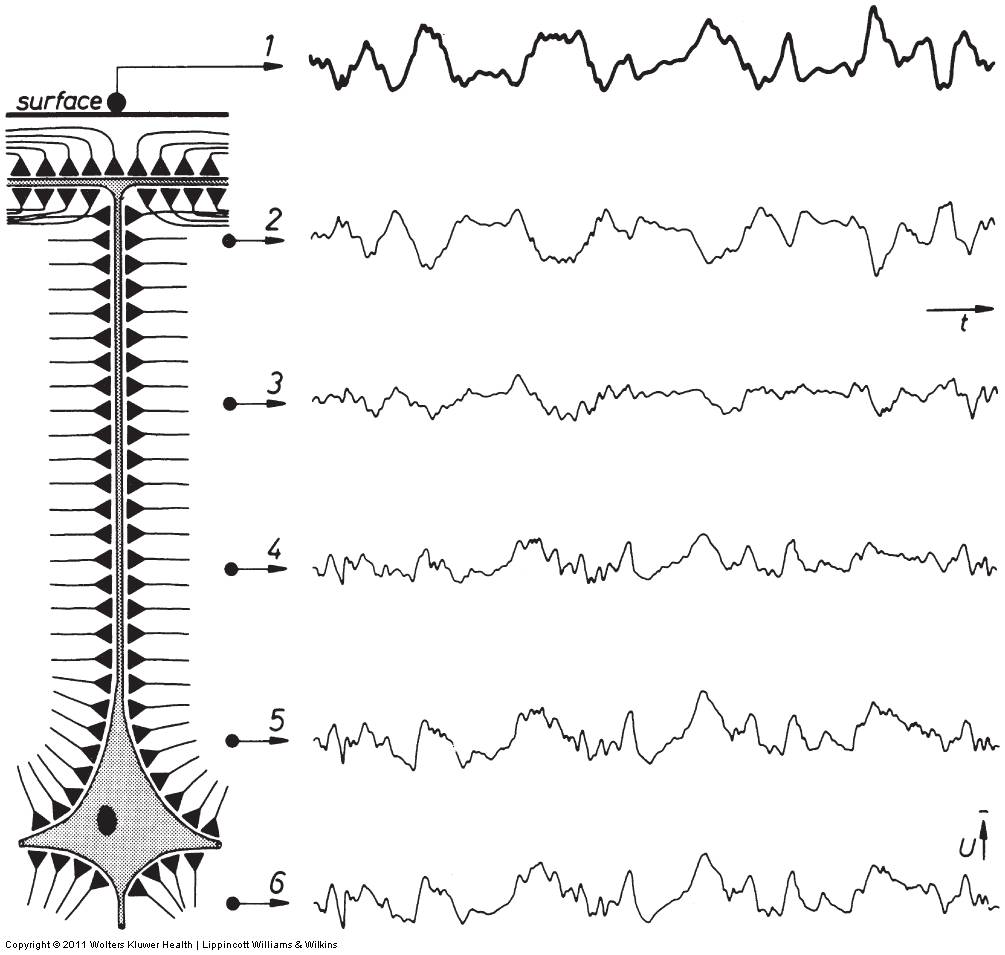 Neurophysiology Signal Generation And Waveforms