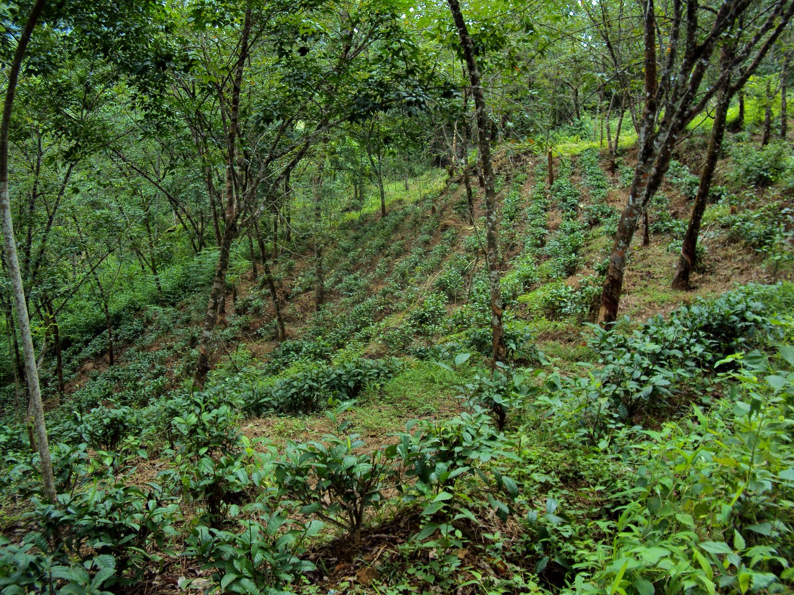 Following the Dreams...: Intercropping Tea with Rubber