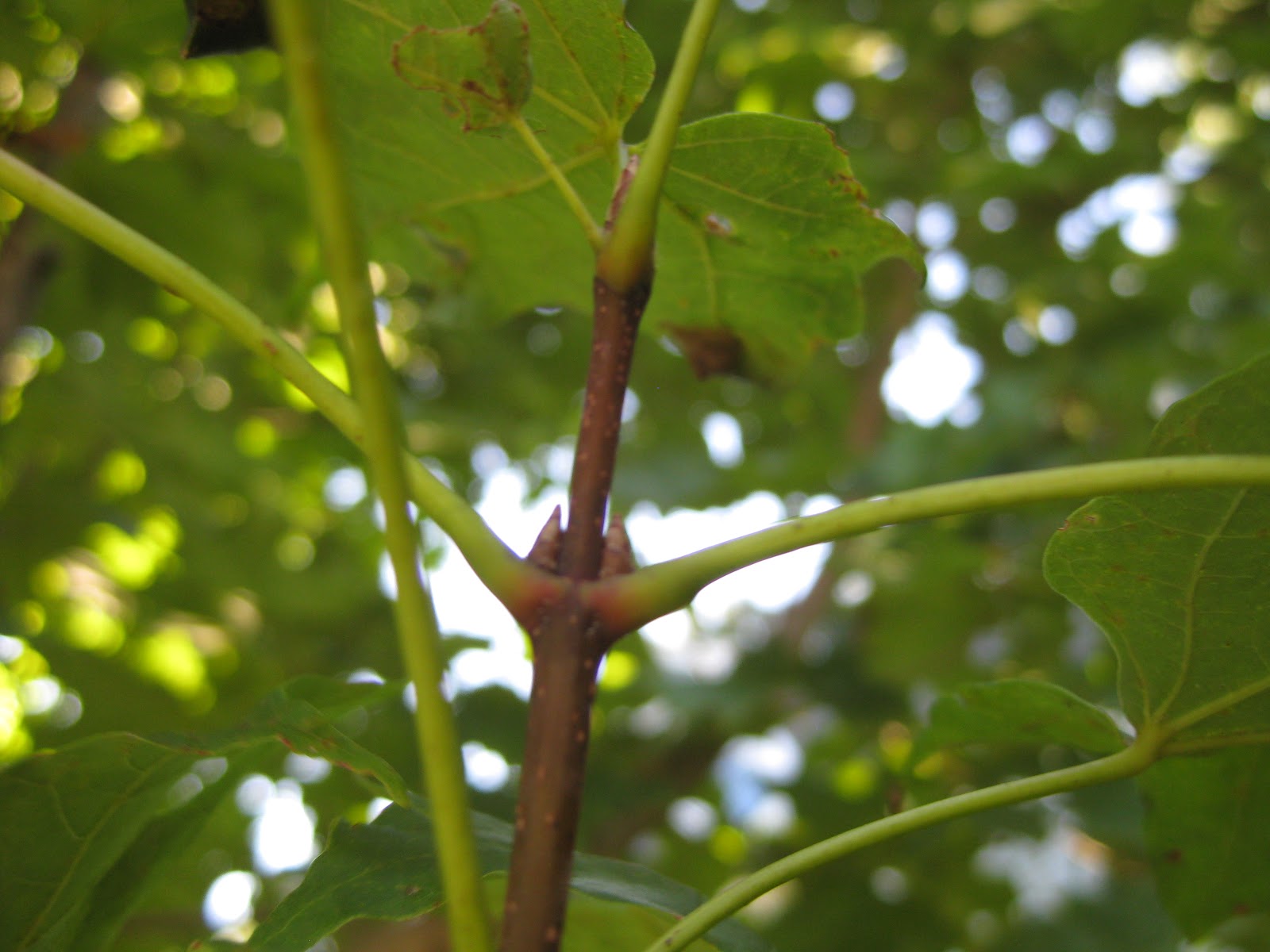 WHS AP Bio 2012: White- Axillary buds