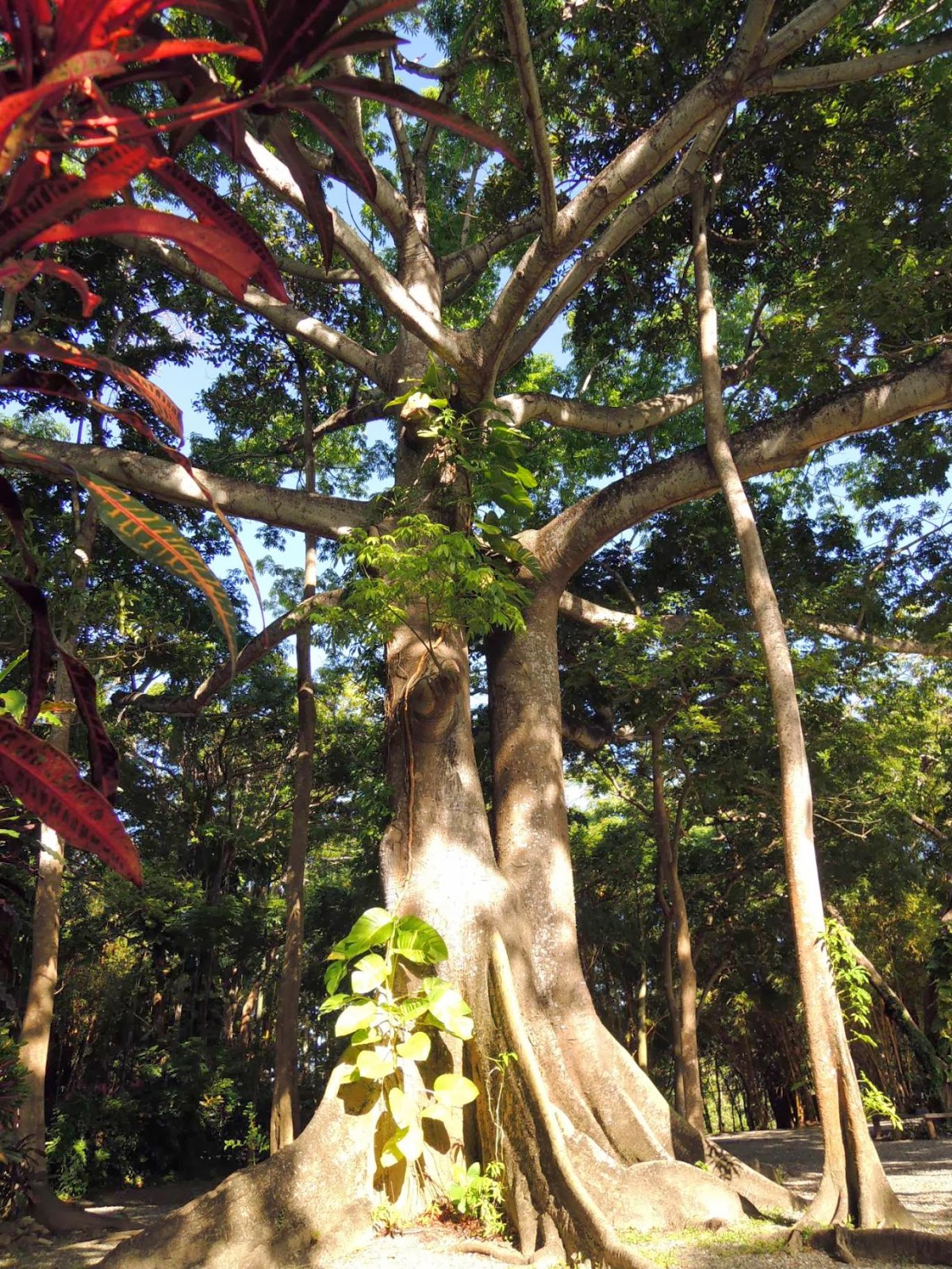 Dina's Travels: Caribbean Cruise--Stop 3 at Isla Roatan, Honduras