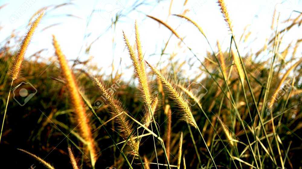 Poaceae
