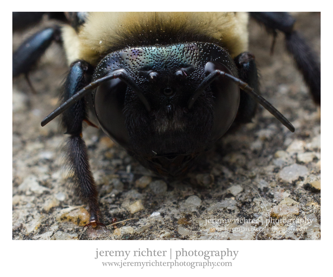 jeremy richter | photography :: blog: Really Up Close and Personal with ...