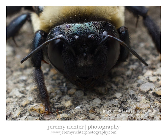 jeremy richter | photography :: blog: Really Up Close and Personal with ...