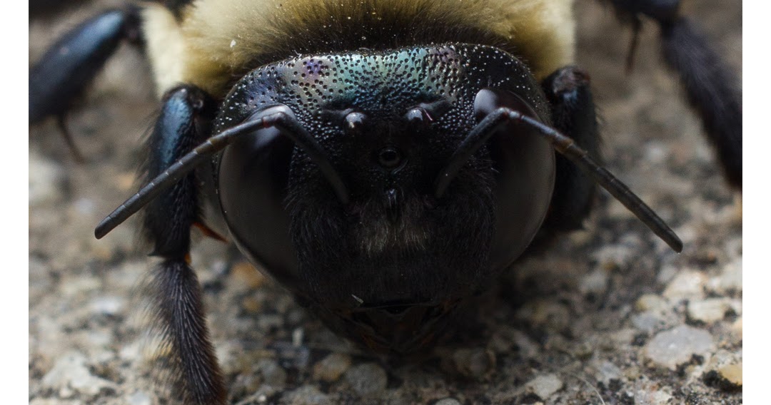 jeremy richter | photography :: blog: Really Up Close and Personal with ...