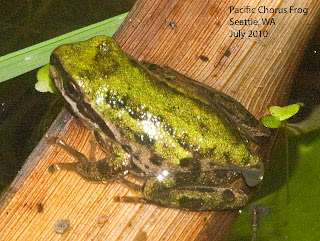 Northwest Nature Notes: THE CHORUS OF THE CHORUS FROGS