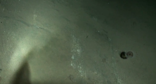 Single-Celled Creatures at the Bottom of the Mariana Trench ...