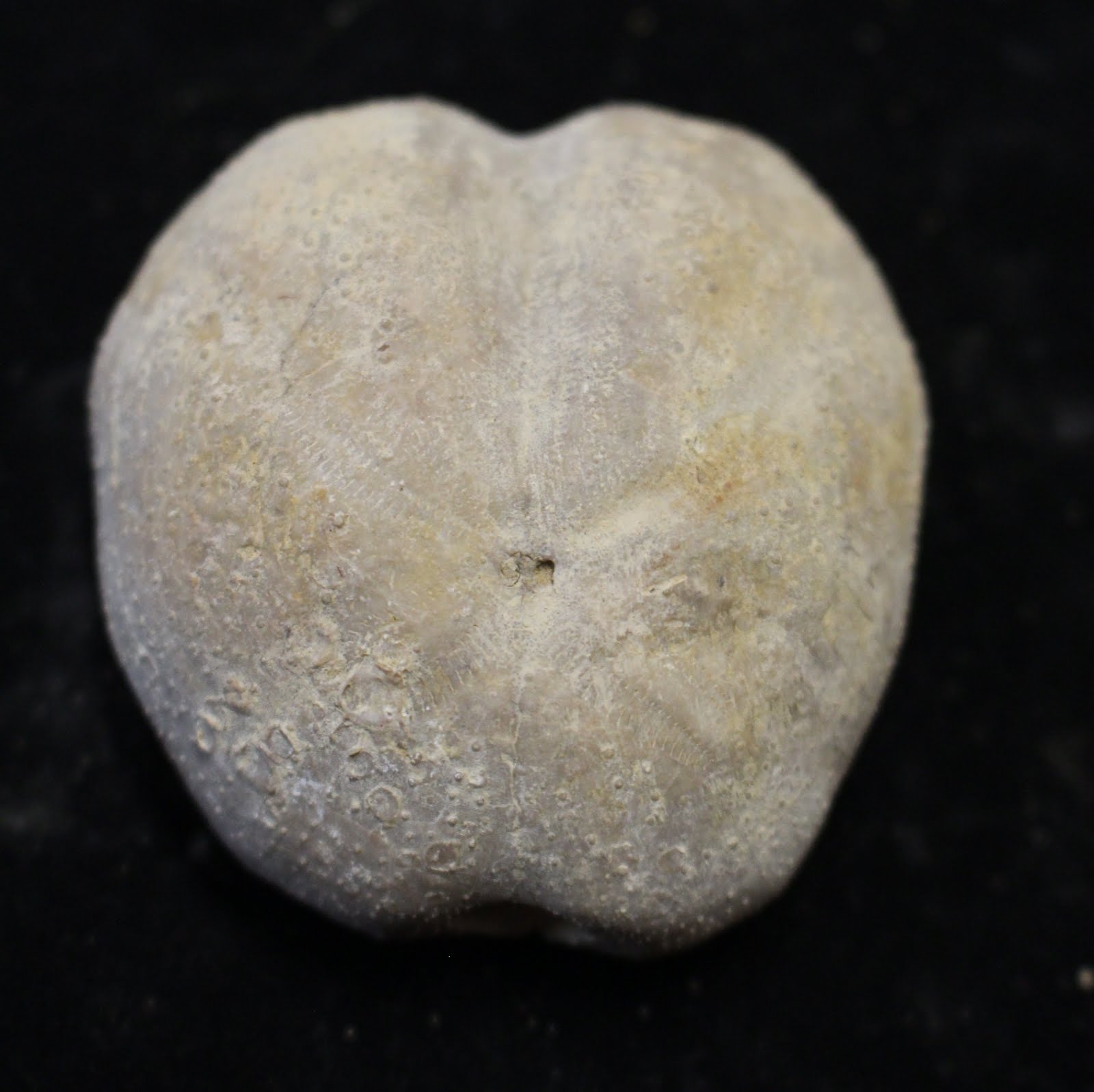 Finding Fossils...: Fossils around Austin