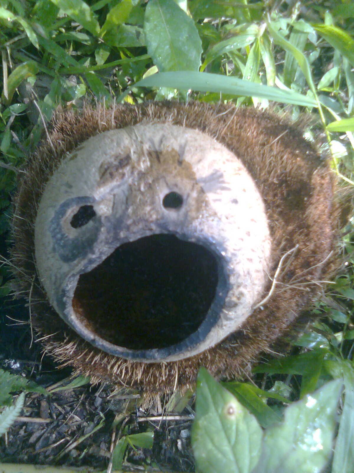 yudi artana: a strange coconut fruit