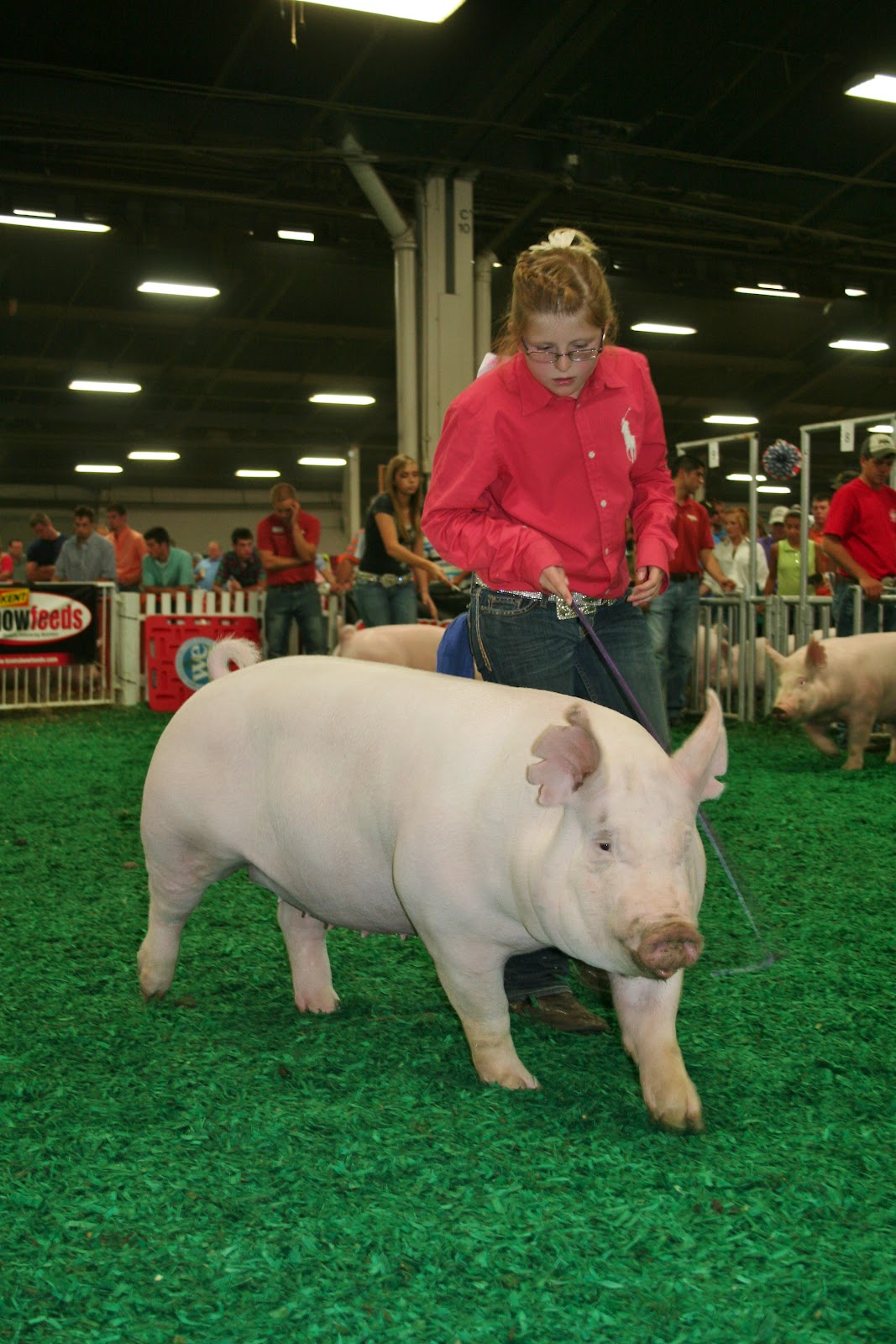 NSR Show & Sale Results: NSR Summer Spectacular Junior Yorkshire Gilt ...