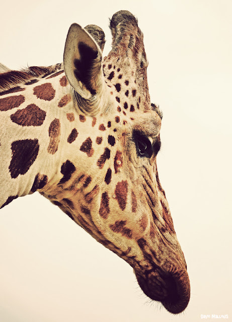 Dave Malleus: En sus ojos, nuestro reflejo.