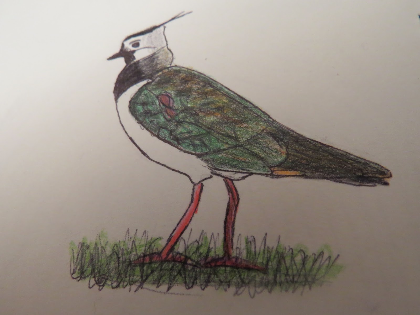 The Autistic Naturalist: How To Draw: Wading Birds