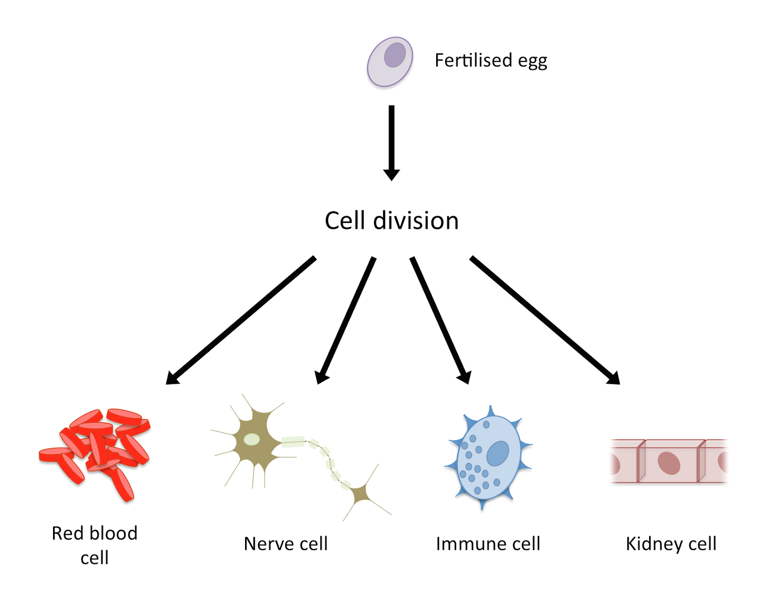 Forty-Four and Two: Context and architecture: Complexities of the genome