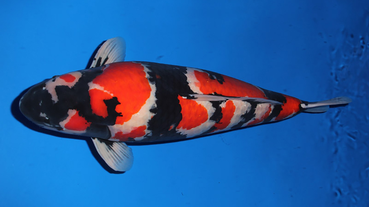 grand champion koi Koi japan champion grand outings 2010 41st - koifisherman