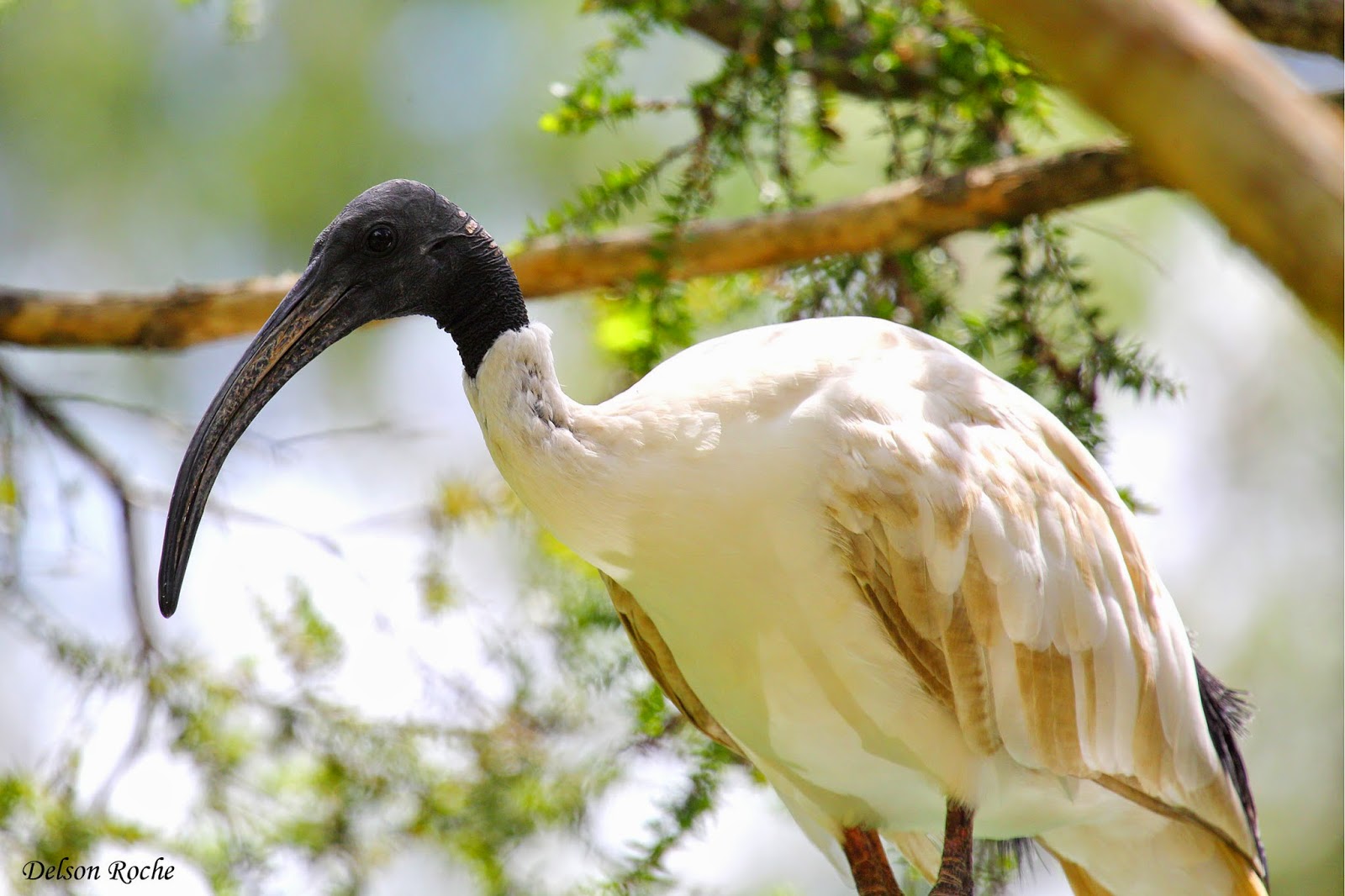 Friendly Animals: Australian White Ibis