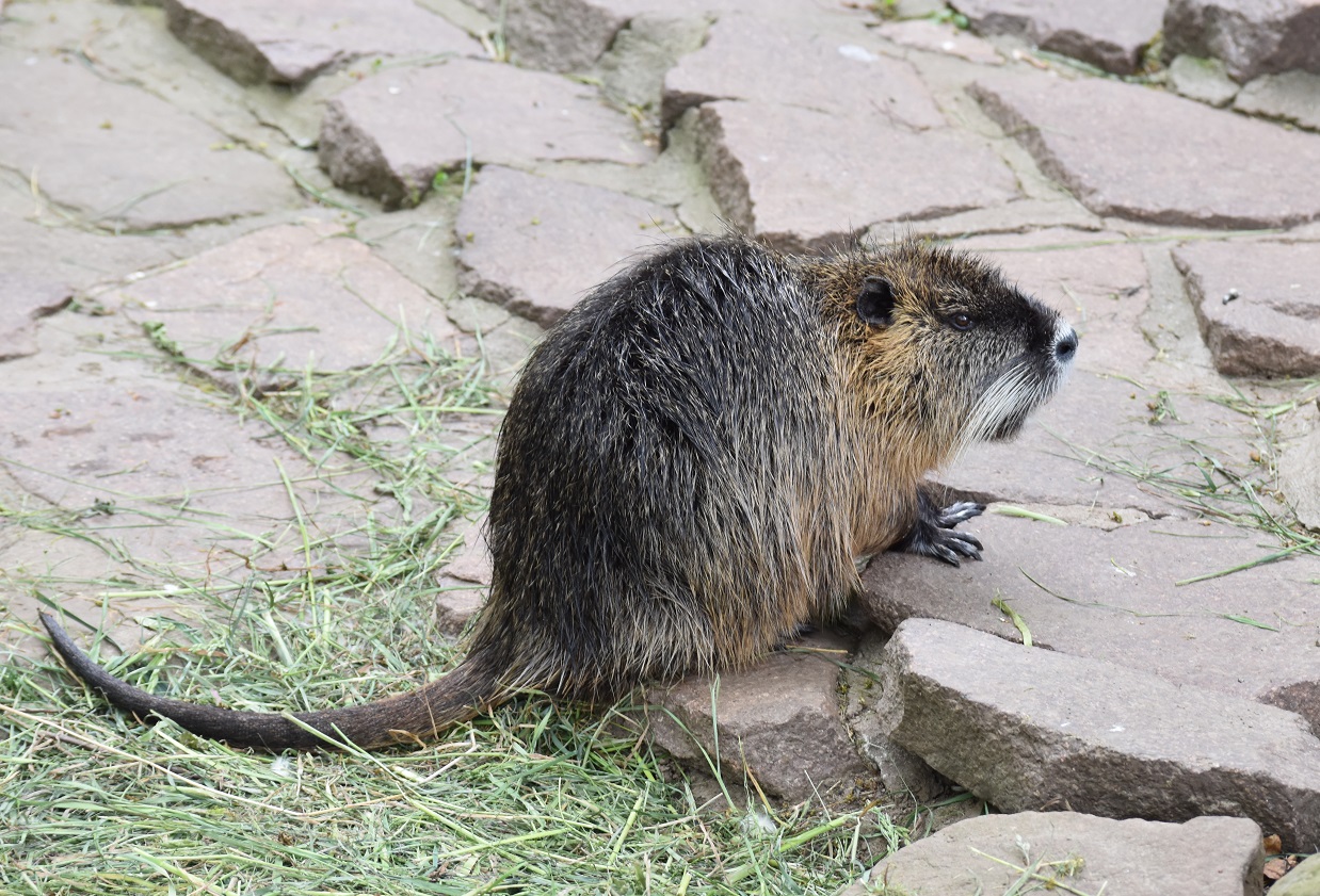 ZOOTOGRAFIANDO (6.100 ANIMALS): COIPÚ / COYPU (Myocastor coypus)