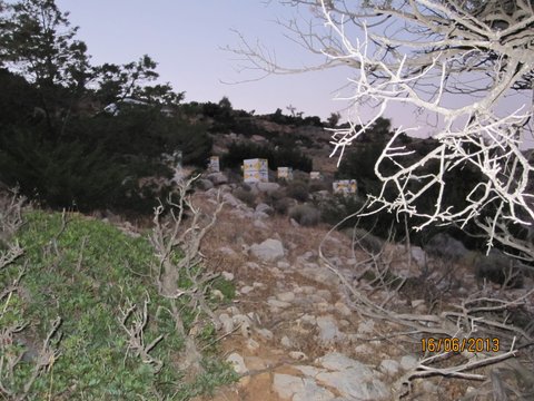 ΜΕΛΙΣΣΟΚΟΜΙΑ ΝΑΞΟΥ-NAXOS BEE