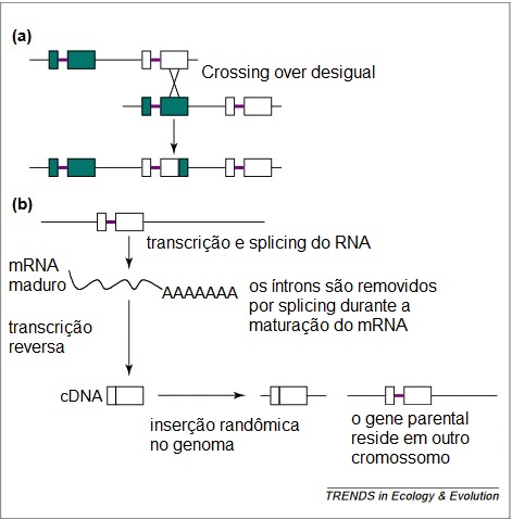 Coelho pré-Cambriano: A Origem de Novos Genes - Duplicação
