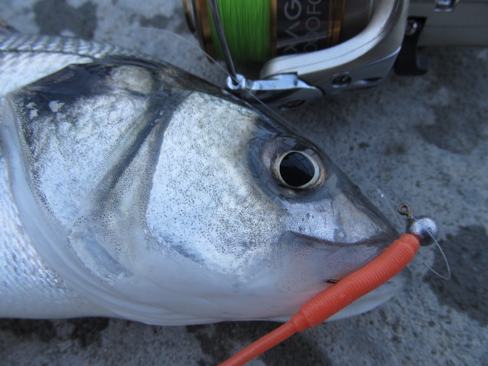 light lure fisher | Light Rock fishing, Hard Rock fishing, Lure and Fly ...