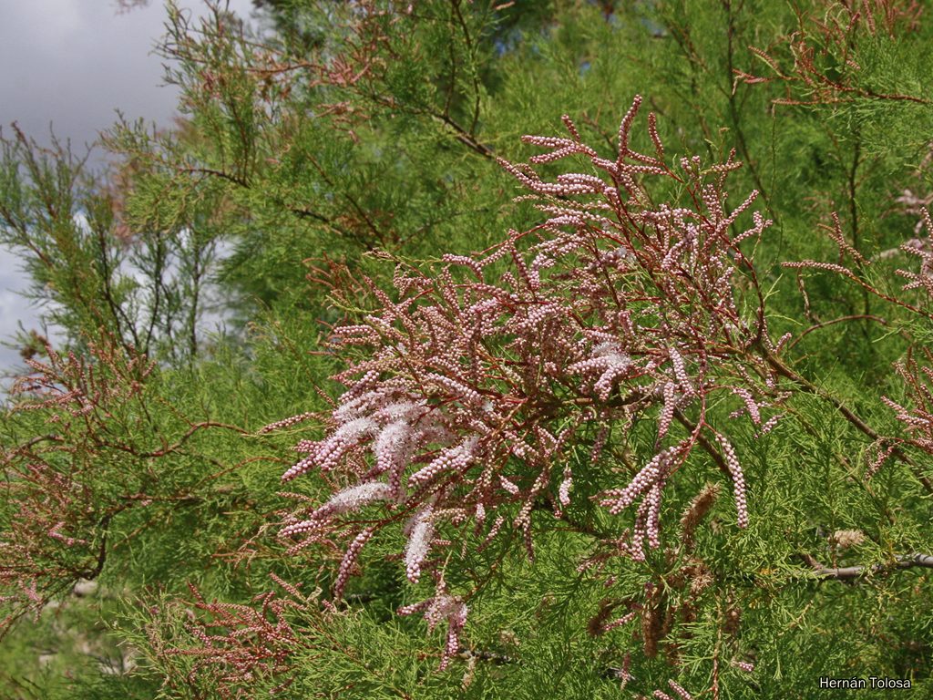 Flora Bonaerense: Tamarisco (Tamarix gallica)