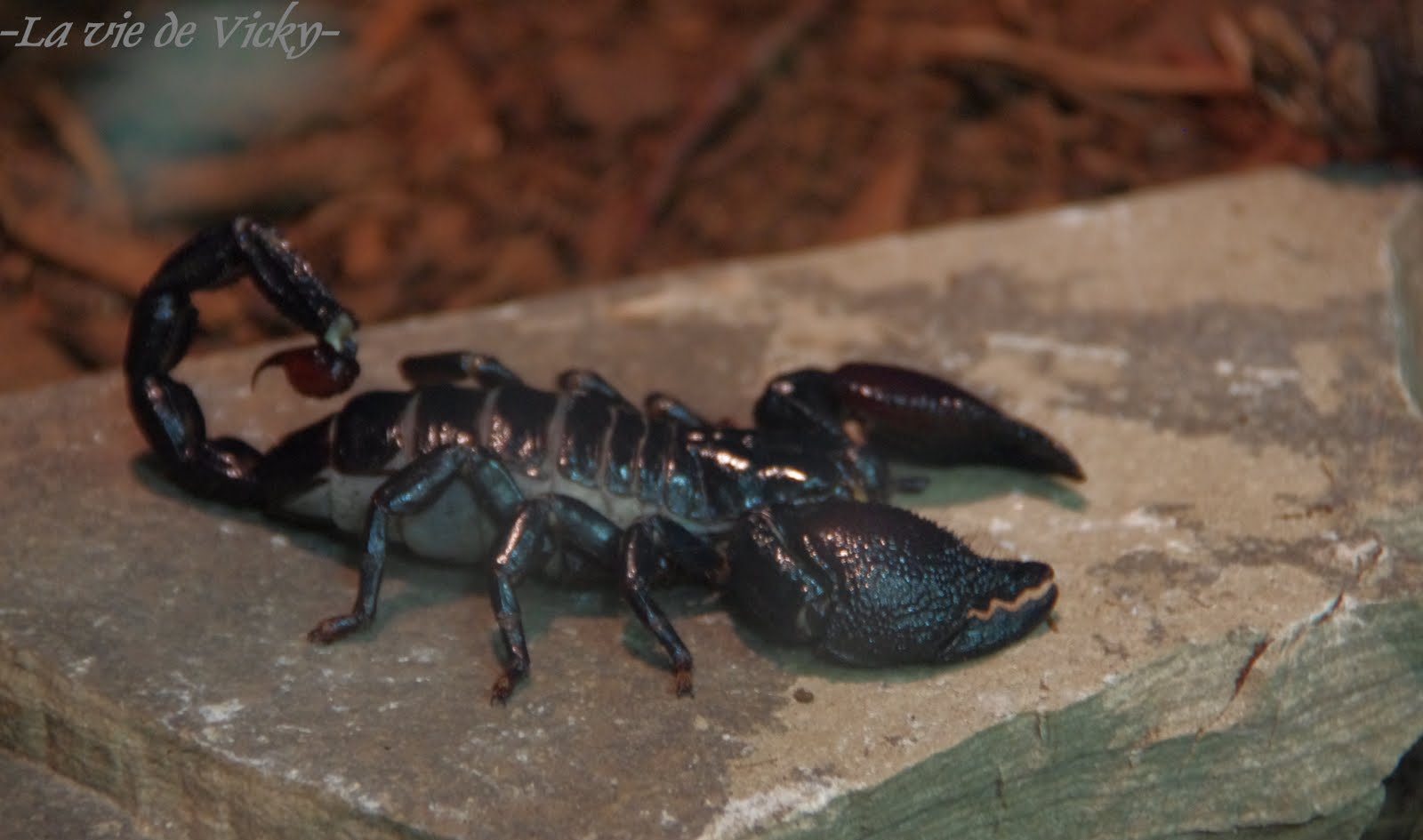 Ma petite vie!: Exposition Venin (centre de foire)