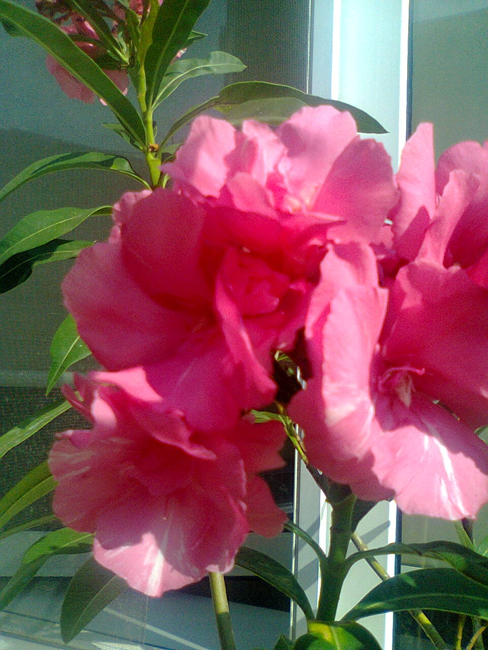 Adriana Hobby: Leandrul - în luna lui cuptor