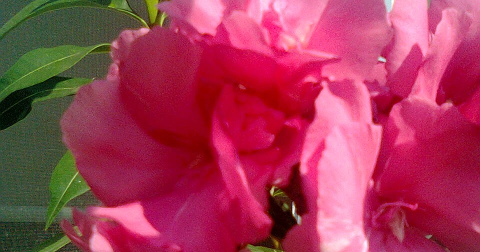 Adriana Hobby: Leandrul - în luna lui cuptor