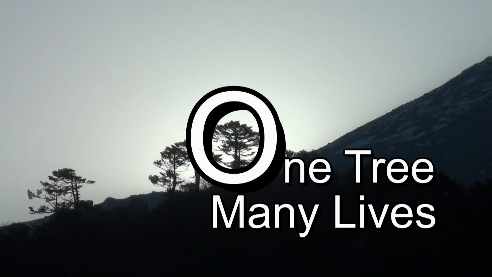 SHORT MOVES SHORT MOVIES: ONE TREE MANY LIVES