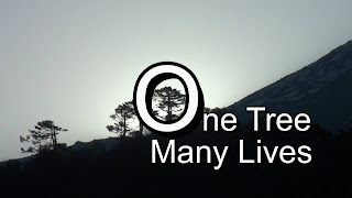 SHORT MOVES SHORT MOVIES: ONE TREE MANY LIVES