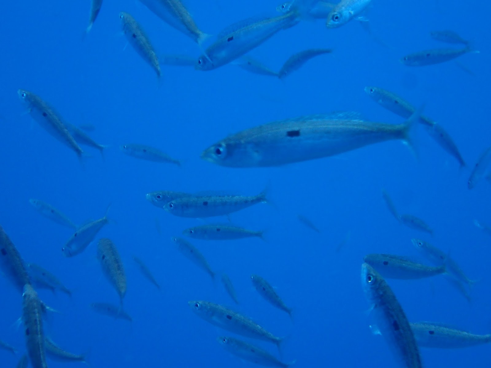 Biodiversity of Cyprus by NGO Protection of the Natural Heritage and ...