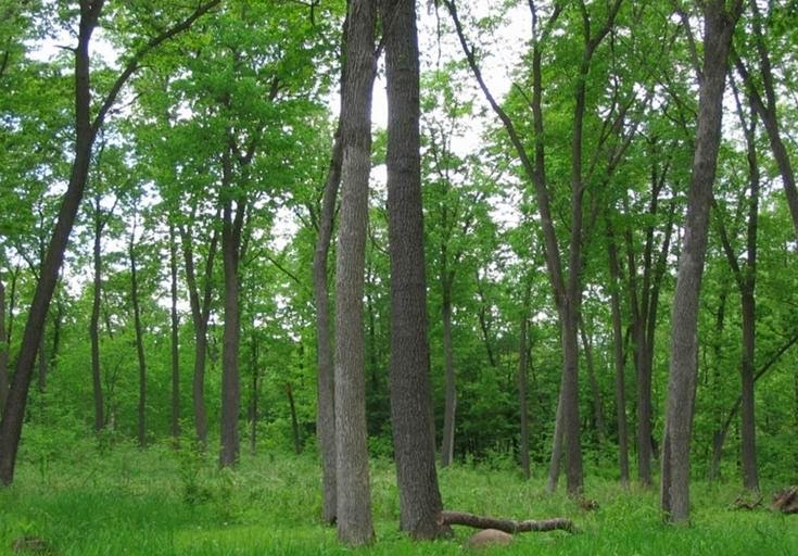 Trees Planet: Quercus rubra - Red Oak