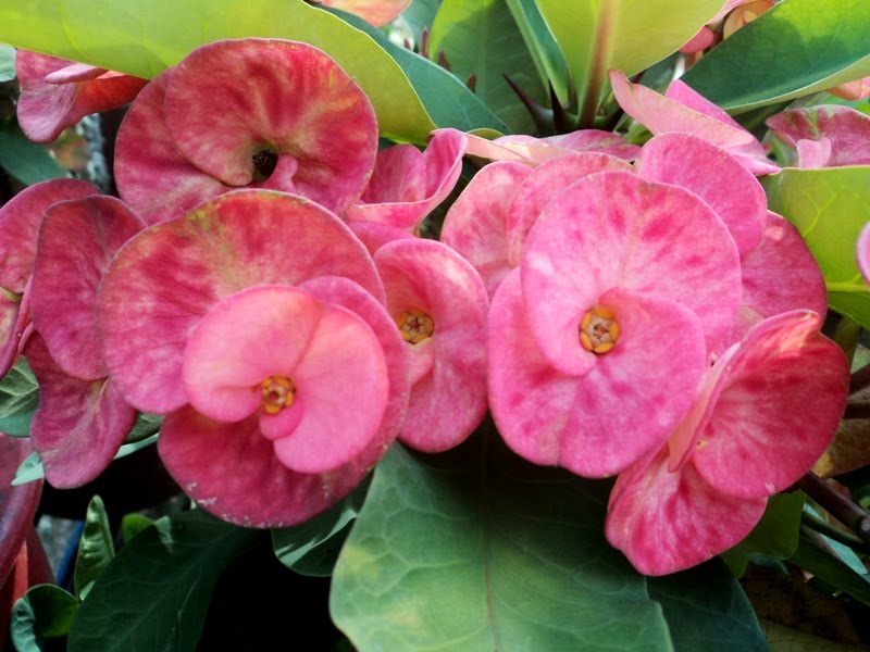 Selamat Datang Ke Blog Norgadis Labuan: Bunga Berduri