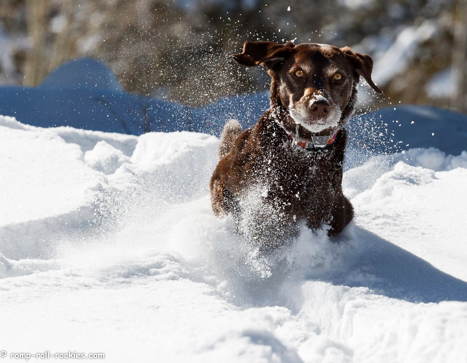 Romping and Rolling in the Rockies: Snow Dog