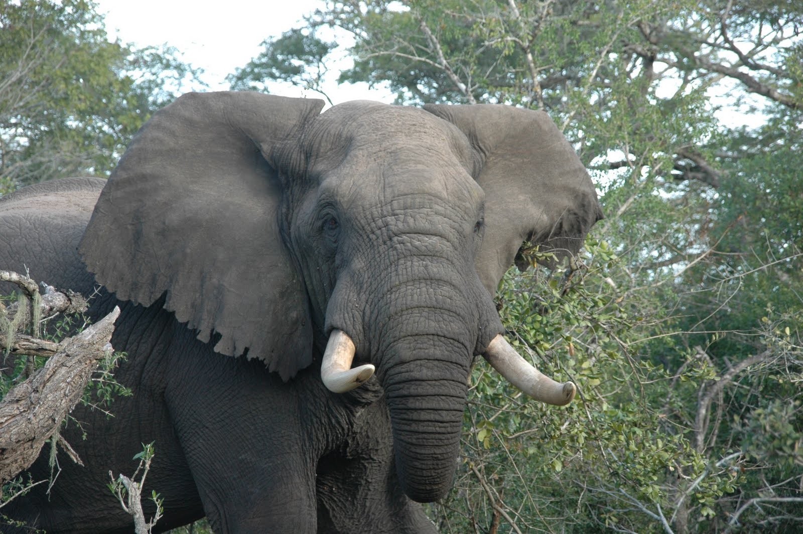 South Africa 2008: May 25- Tembe National Elephant Park