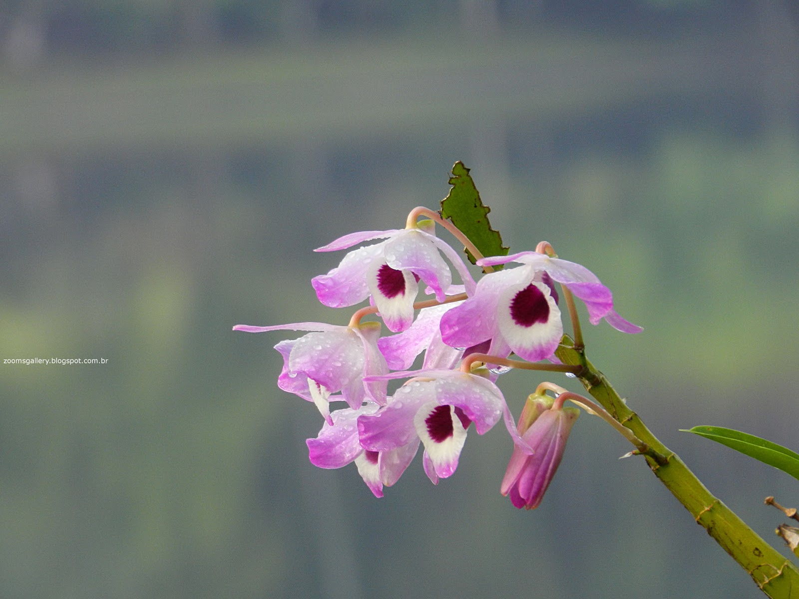 Zooms Gallery: Orquídea