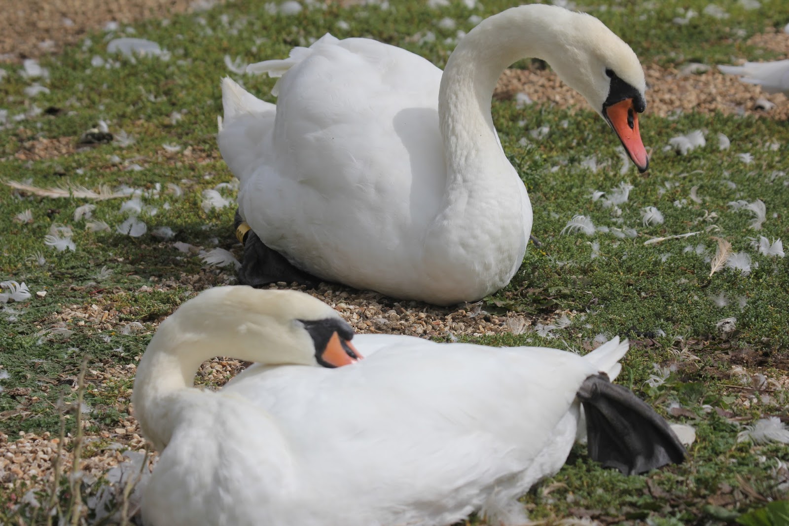 Somewhere Far Away...: Down on the ancient 'Swan Farm'!