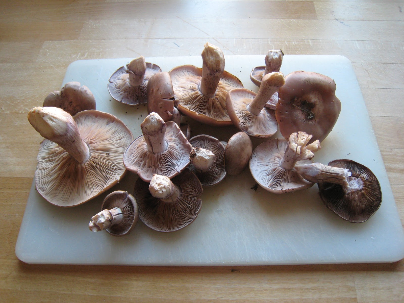 Fun with fungi: Sopp i granskog