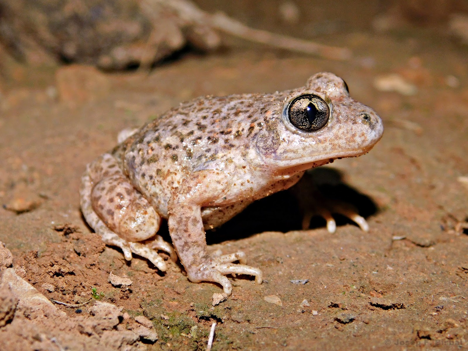 (Paleo-)Herpetología: Alytes obstetricans - Sapo partero común