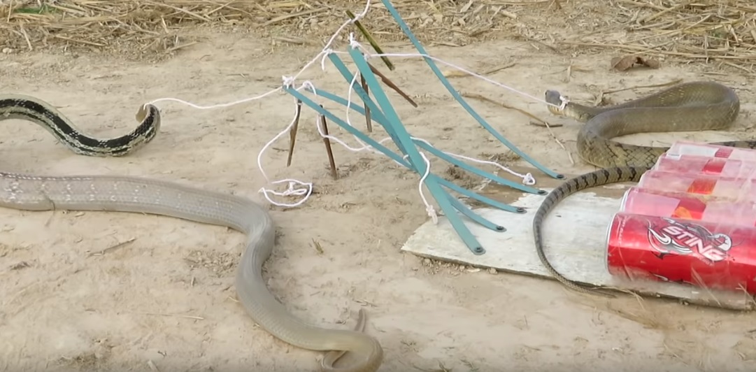 Sayang Nyawa Tak? Begini Cara Tangkap Ular Tedung Yang Berkeliaran Di ...