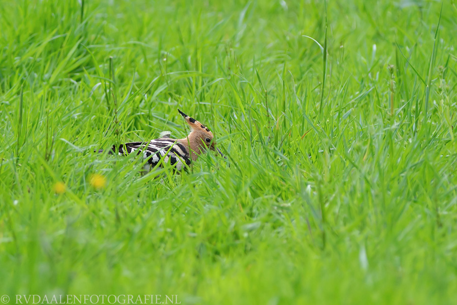 Vogel- en Natuurfotografie door Remco van Daalen: De Hop (Hoopoe, Upupa ...