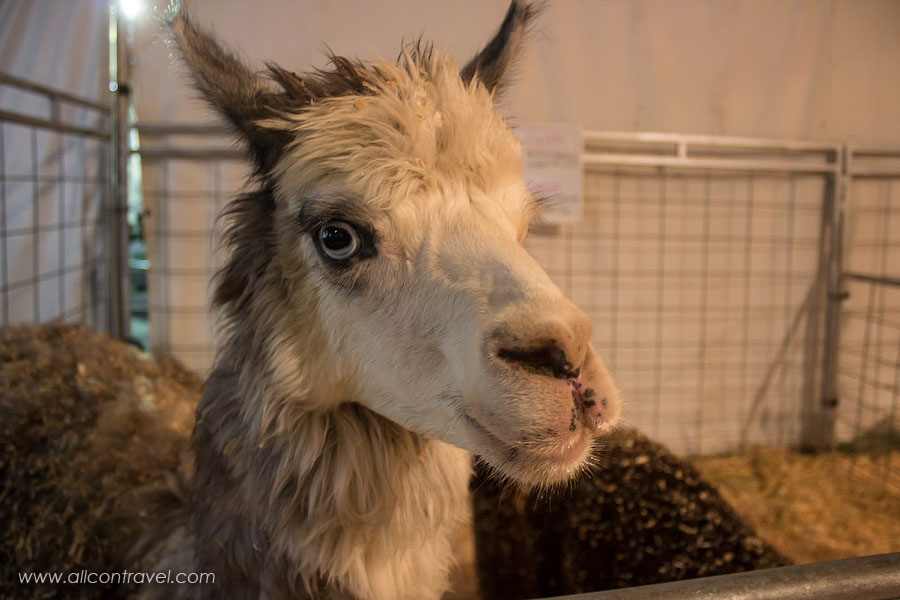 TRAVEL WITH ME: Orange County Fair 2012