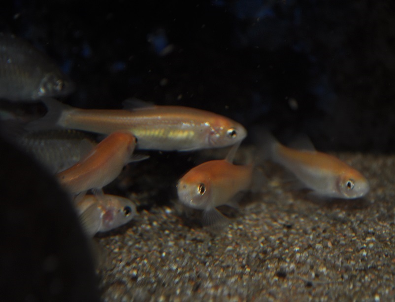ZOOTOGRAFIANDO (6.096 ANIMALS): CARPITA CABEZONA / FATHEAD MINNOW ...