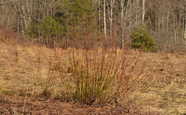Woods Walks and Wildlife: Colorful Twigs and Newts (and a Bonus Owl)