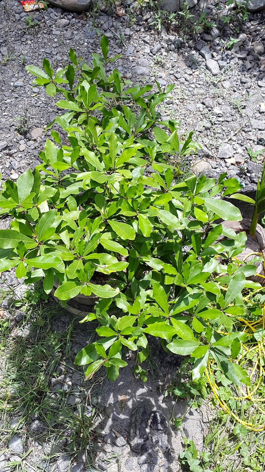 Miracle Fruit Tree Growing Vigorously - Pinoy Bonsai
