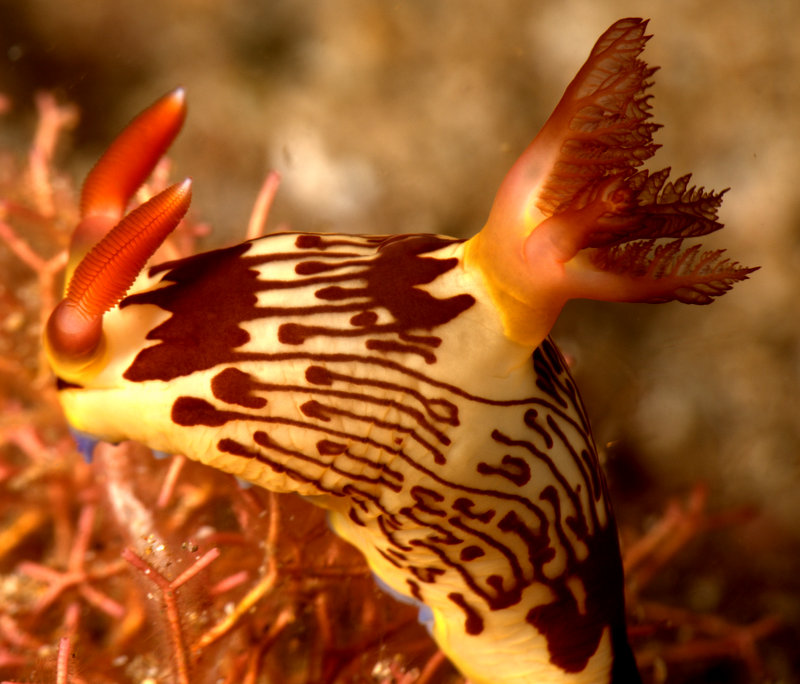 The Best of Underpressure Photography: Chamberlain's Nembrotha- Anilao ...