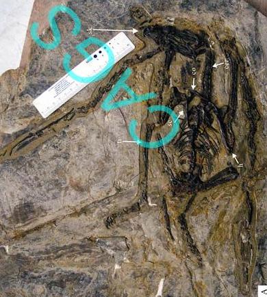 Species New to Science: [Paleontology • 2010] Fenghuangopterus lii • A ...