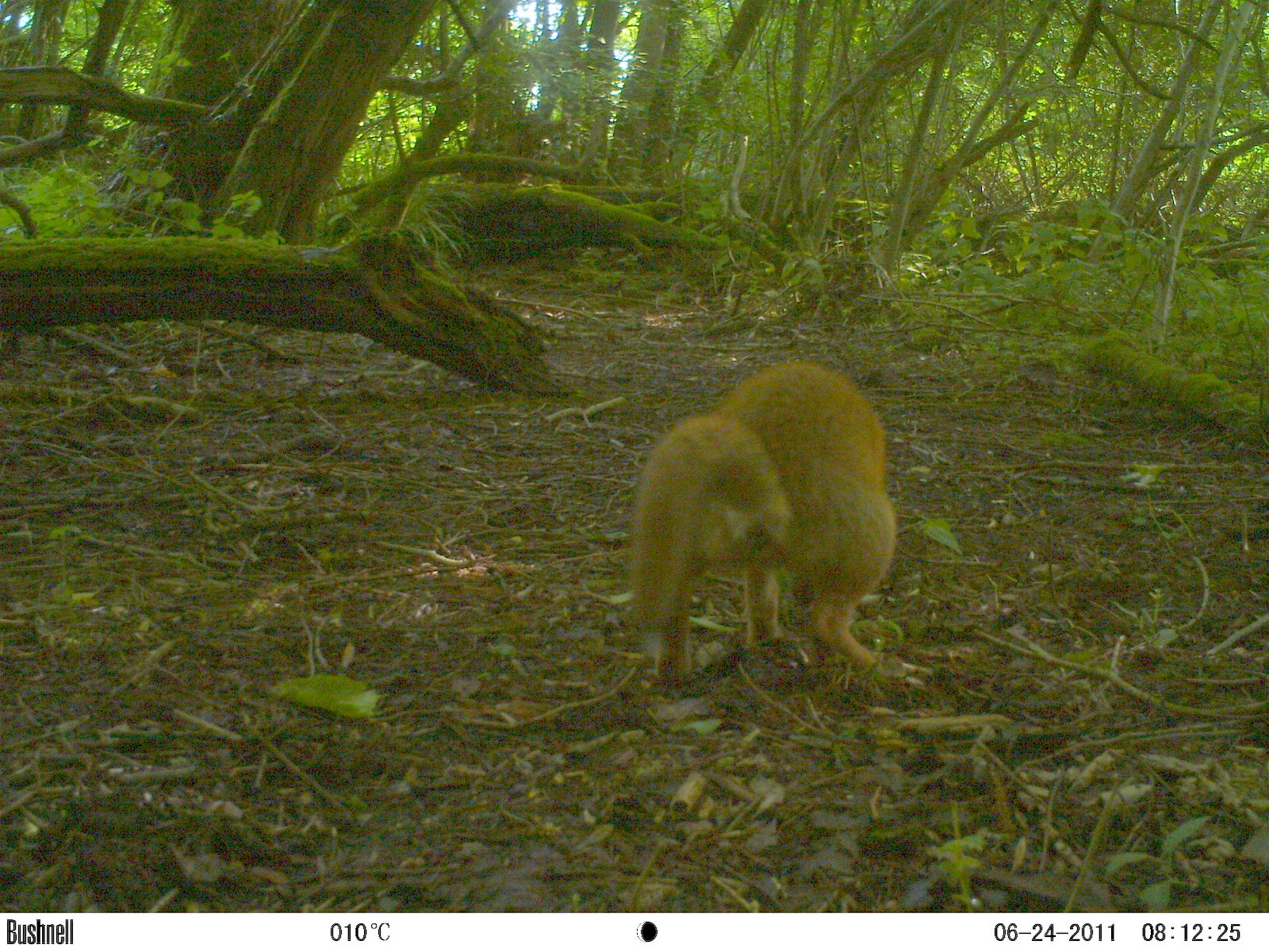 bigcatdetective: Fox cub pooping